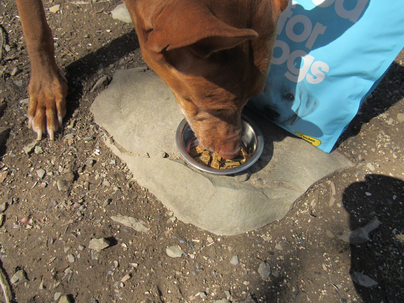 We Tried Sundays for Dogs—Here’s What You Should Know Before You Buy ...