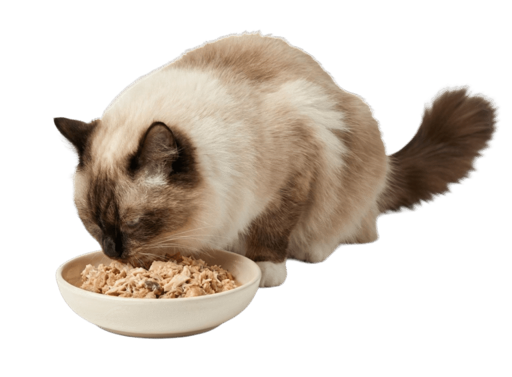 Best Fresh Cat Food Delivery of 2026 - Pet Parent Advisor