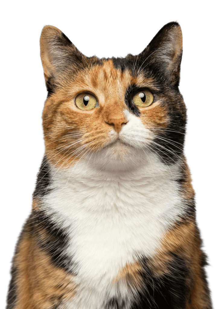 Best Fresh Cat Food Delivery of 2026 - Pet Parent Advisor
